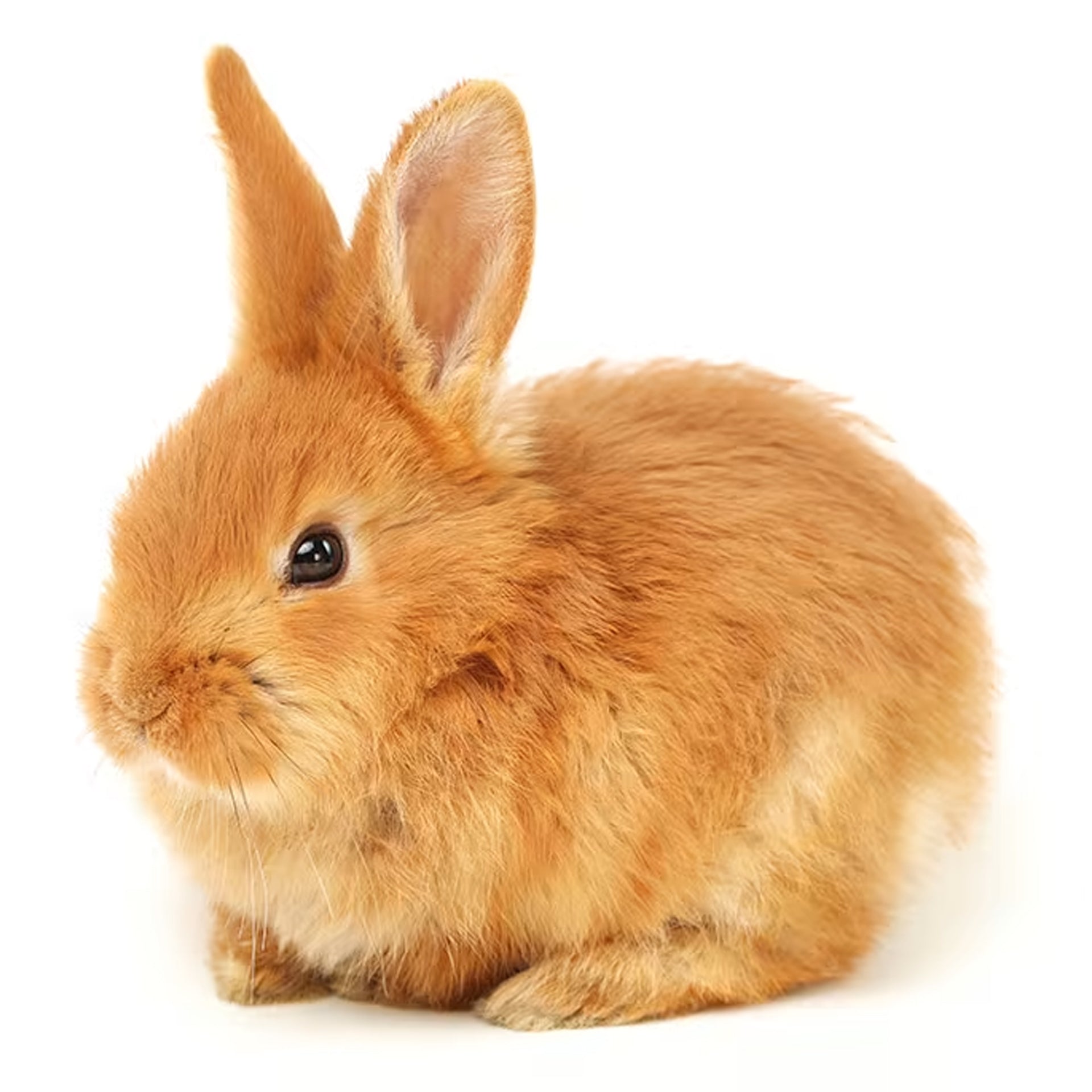 Rabbit – Dickinson Feed