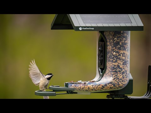 FeatherSnap Scout Bird Feeder – Dickinson Feed