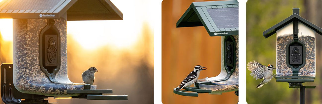 FeatherSnap Scout Bird Feeder – Dickinson Feed