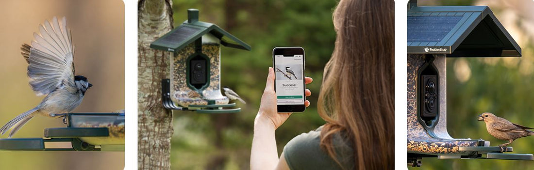 FeatherSnap Scout Bird Feeder – Dickinson Feed